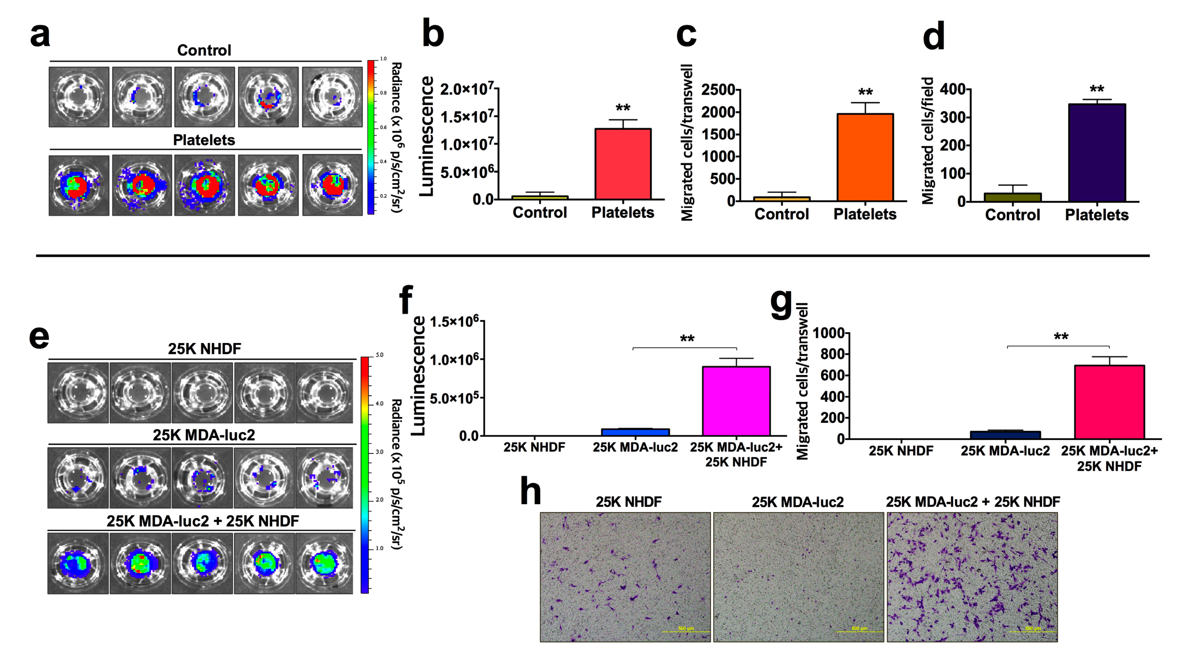 A Rapid and Accurate Bioluminescence-Based Migration Assay Permitting ...
