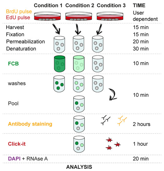 Multiplex Cell Fate Tracking by Flow Cytometry