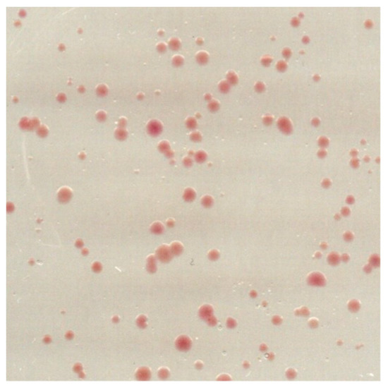 Halobacterium Salinarum Microscope