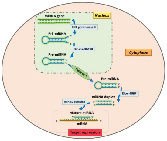 miRNA Targets: From Prediction Tools to Experimental Validation
