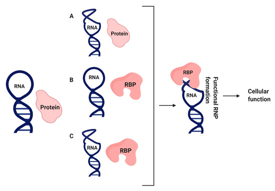 Compendium of Methods to Uncover RNA-Protein Interactions In Vivo