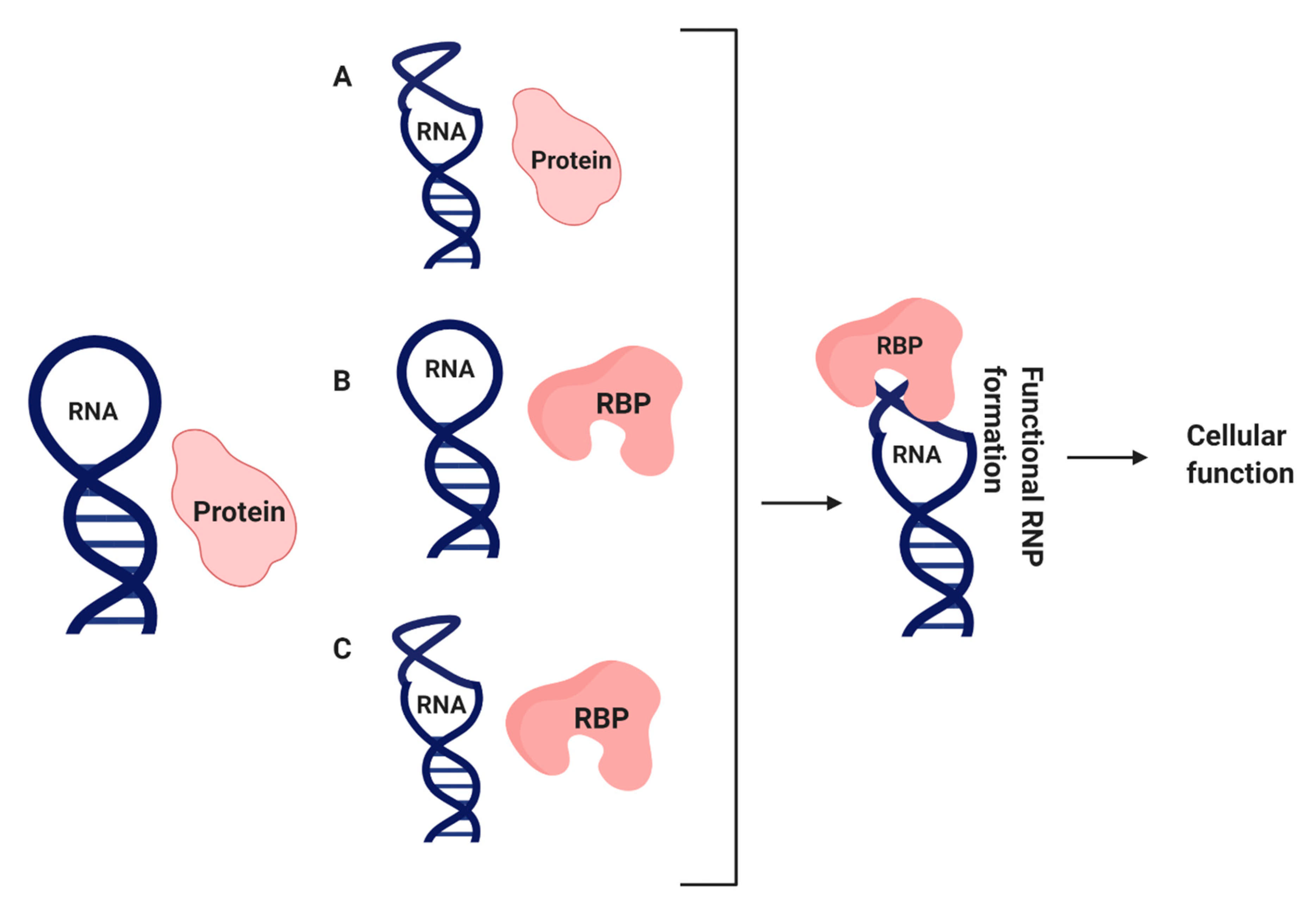 Compendium of Methods to Uncover RNA-Protein Interactions In Vivo