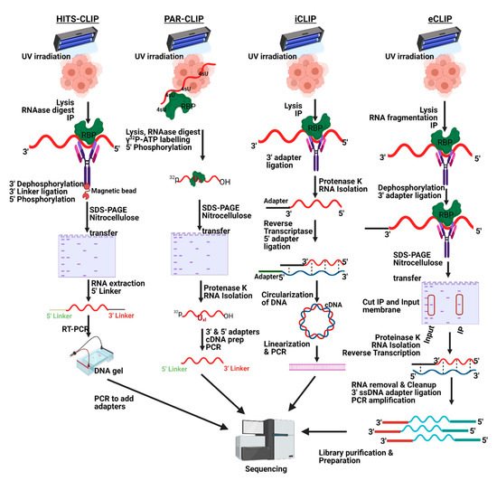 Compendium Of Methods To Uncover Rna Protein Interactions In Vivo