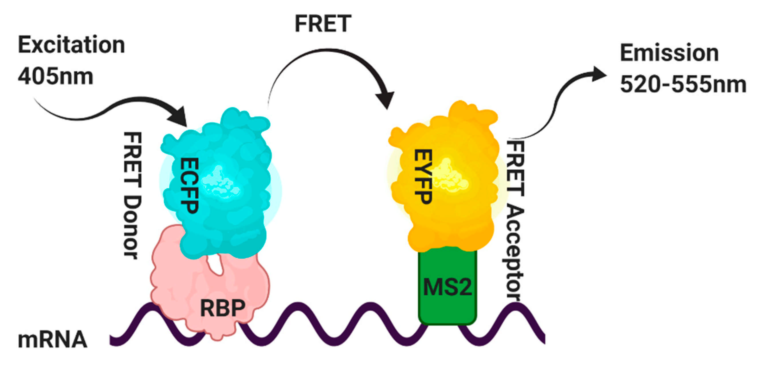 Compendium Of Methods To Uncover Rna Protein Interactions In Vivo