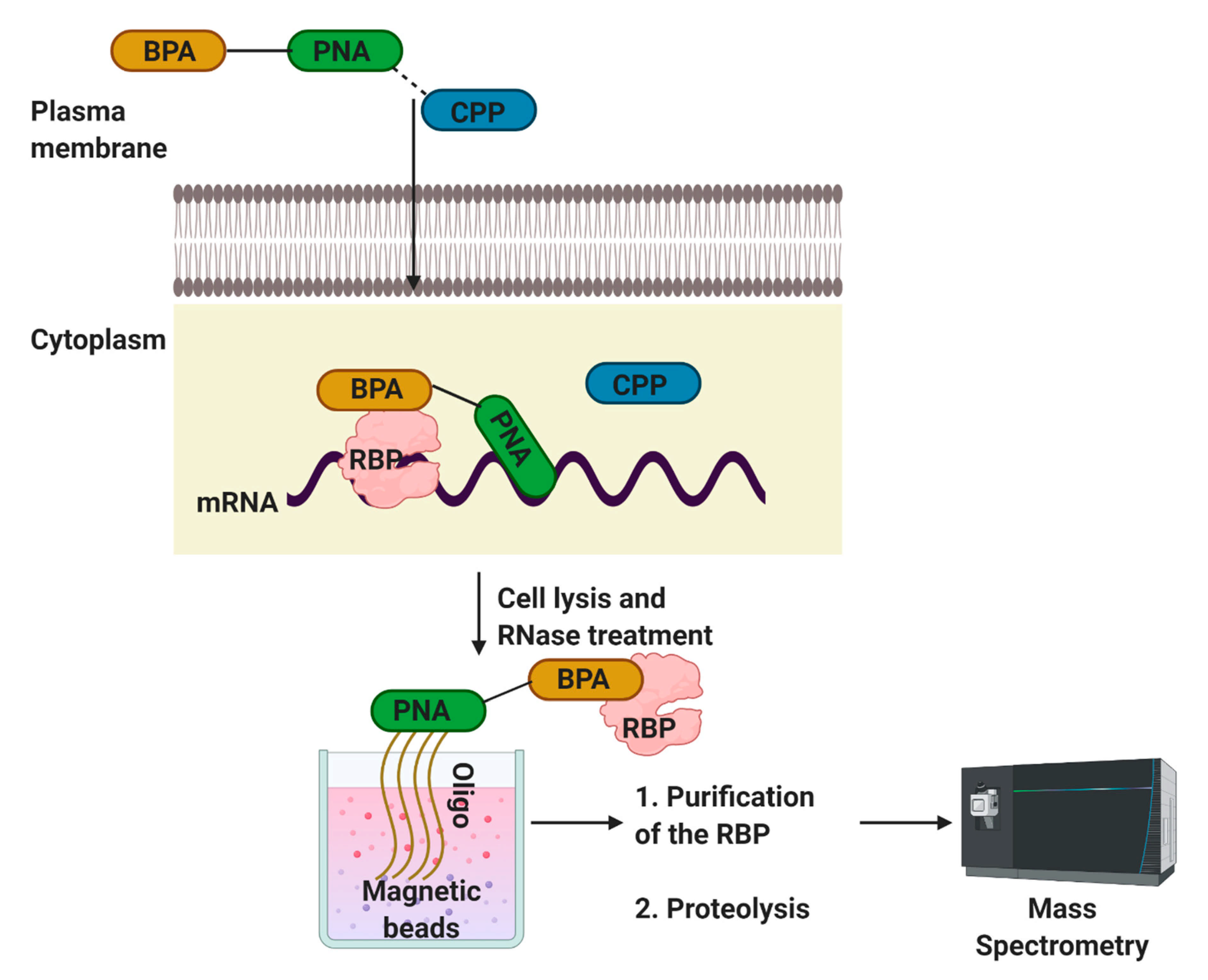 Compendium of Methods to Uncover RNA-Protein Interactions In Vivo