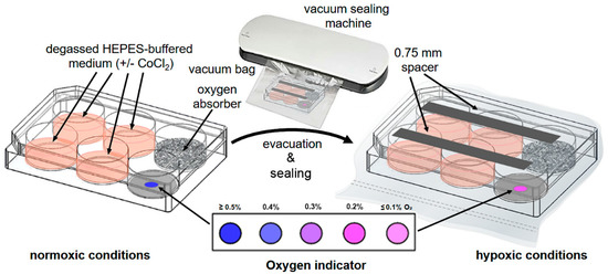 A Straightforward Hypoxic Cell Culture Method Suitable for Standard ...