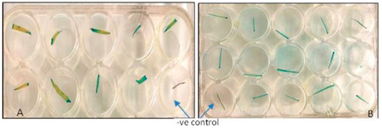 A Genotype-Independent, Simple, Effective and Efficient in Planta ...