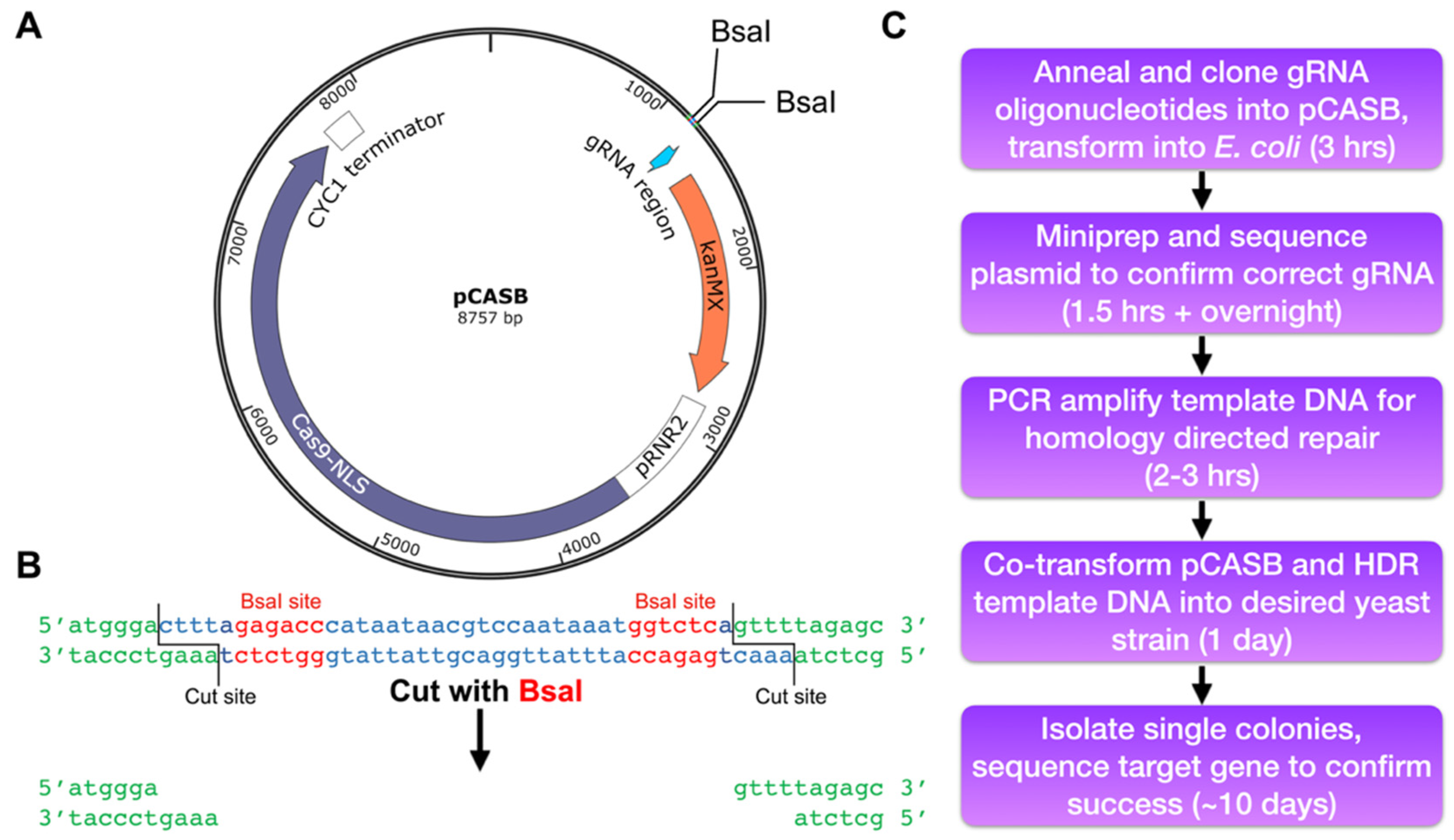 Mps Free Full Text A Simple Improved Method For Scarless Genome