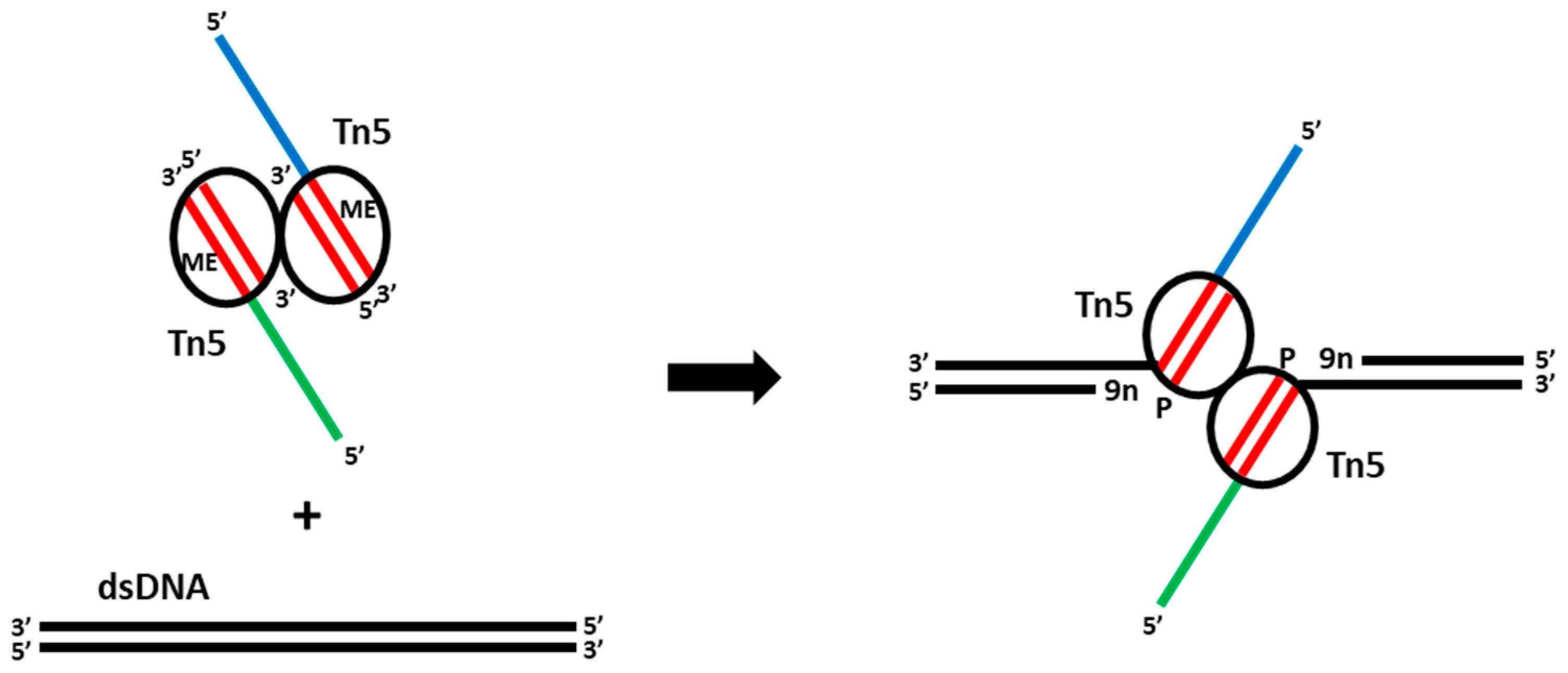Tn5 DNA Transposase in Multi-Omics Research