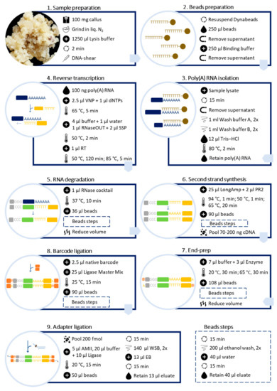 Invitrogen Cdna Synthesis Protocol