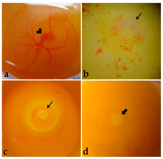 Critical Evaluation of Embedding Media for Histological Studies of ...