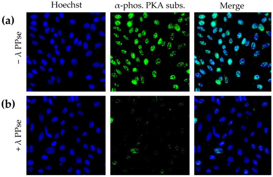 MPs | Free Full-Text | On-Slide Lambda Protein Phosphatase-Mediated Dephosphorylation of Fixed ...