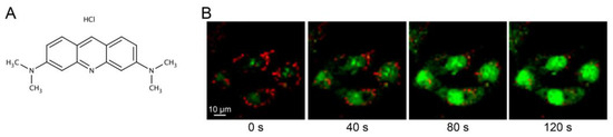 Real-Time Monitoring of Lysosomal Membrane Permeabilization Using ...