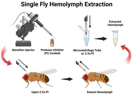 A Simple Protocol for Isolating Hemolymph from Single Drosophila ...