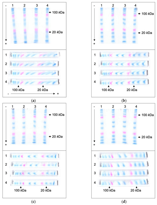 Improved Separation in Horizontal Protein SDS-PAGE with Double-Deck ...