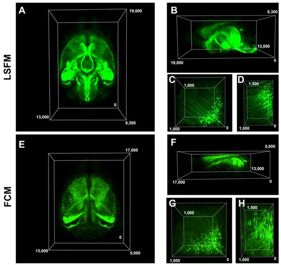 Comparison of Light-Sheet Fluorescence Microscopy and Fast-Confocal ...