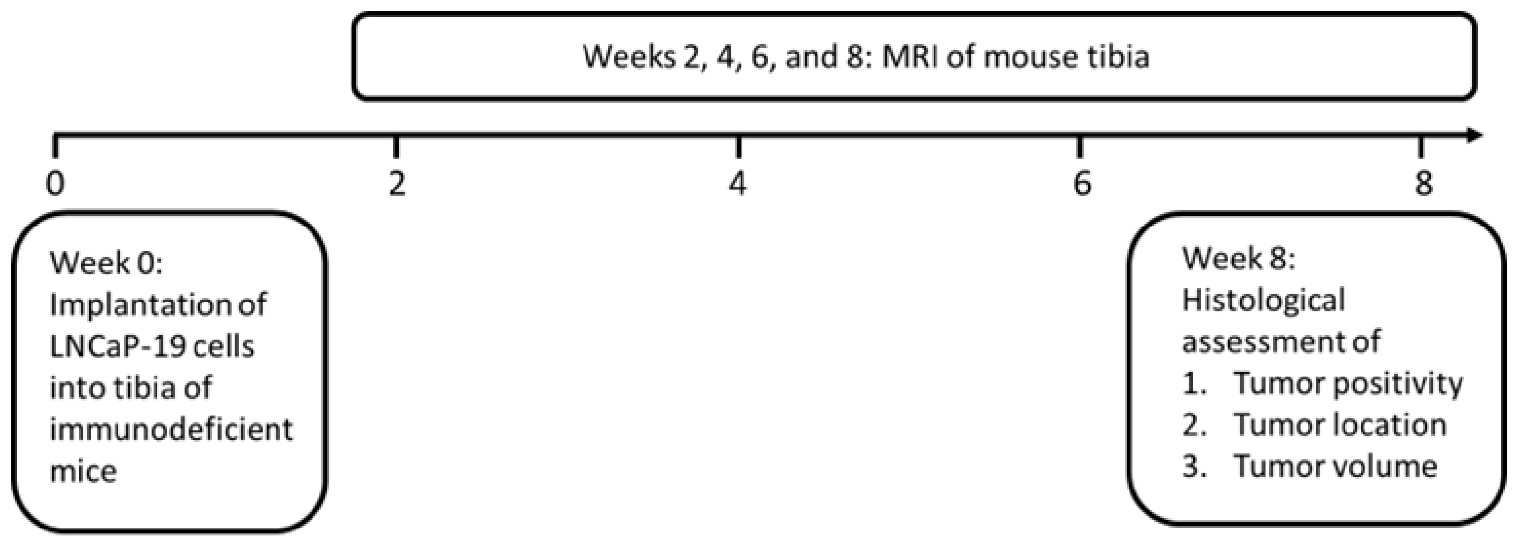 Magnetic Resonance Imaging as a Tool for Monitoring Intratibial Growth ...