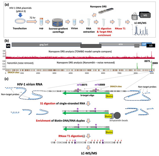 Mapping m6A Sites on HIV-1 RNA Using Oligonucleotide LC-MS/MS