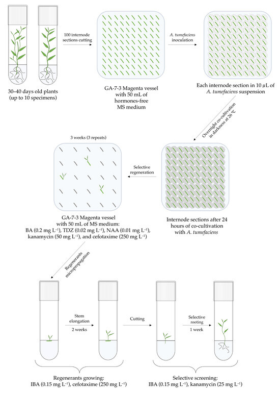 Simplified Method for Agrobacterium-Mediated Genetic Transformation of ...