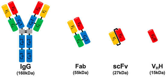 MPs | Free Full-Text | A Detailed Protocol for Constructing a Human ...