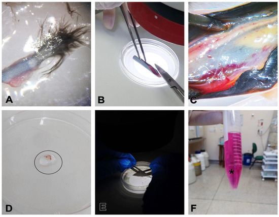 Wild Birds’ Genetic Resources Bank: Feather Follicle Cell Culture as a ...