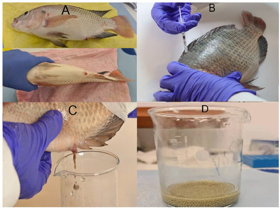 Optimization of Nile Tilapia Artificial Breeding Using Human Chorionic ...