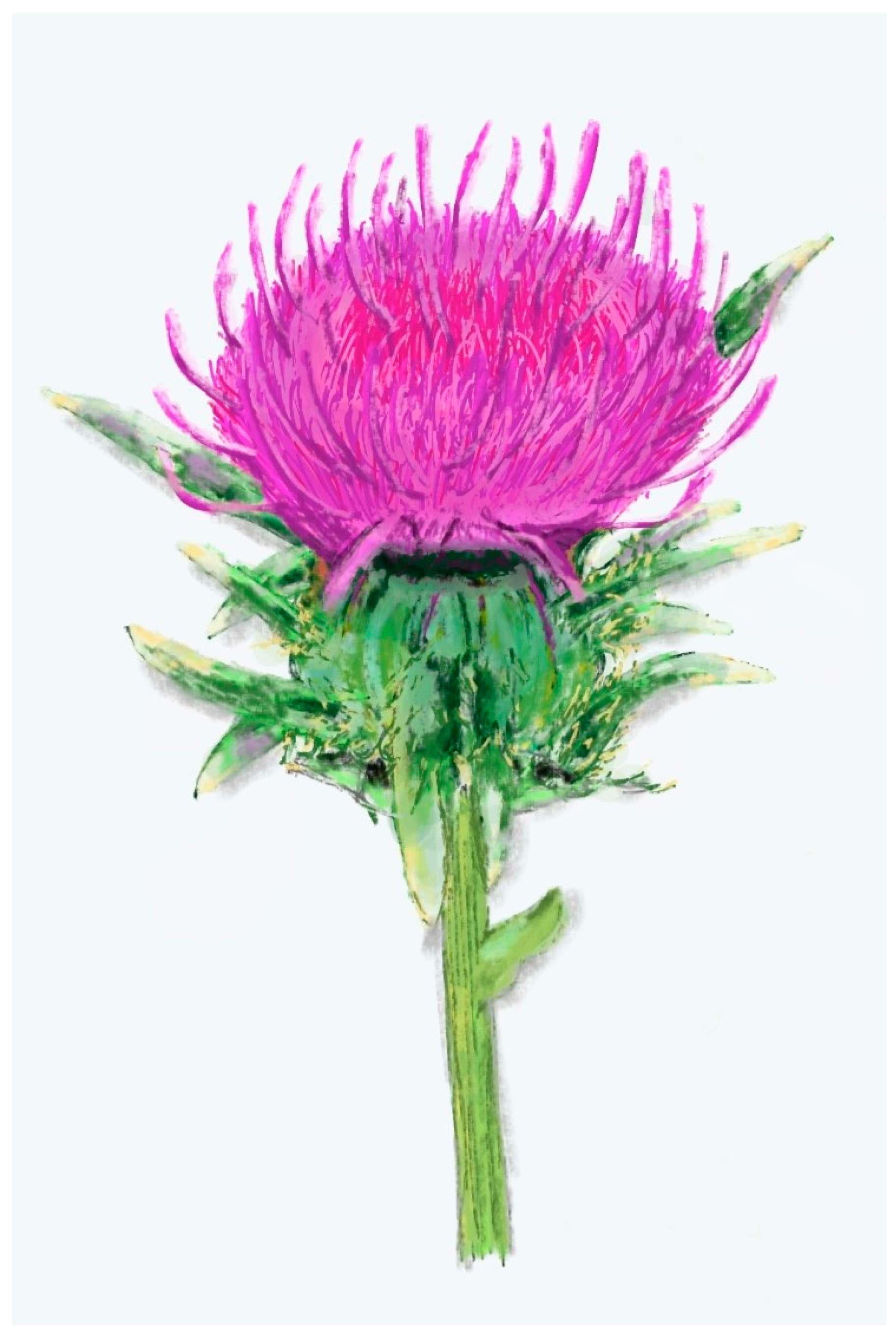 Silybin, the Main Active Component of Silybum marianum, Affects Blood ...