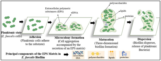 Enterococcus faecalis Biofilm: A Clinical and Environmental Hazard