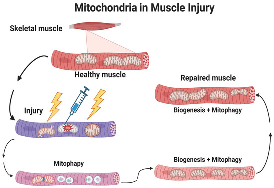Muscles | Free Full-Text | The Role of Mitochondria in Mediation of ...