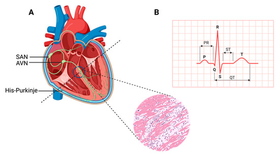 Advances and Prospects in Understanding Vertebrate Cardiac Conduction ...