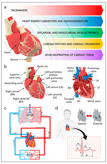Heart Energy Harvesting and Cardiac Bioelectronics: Technologies and ...