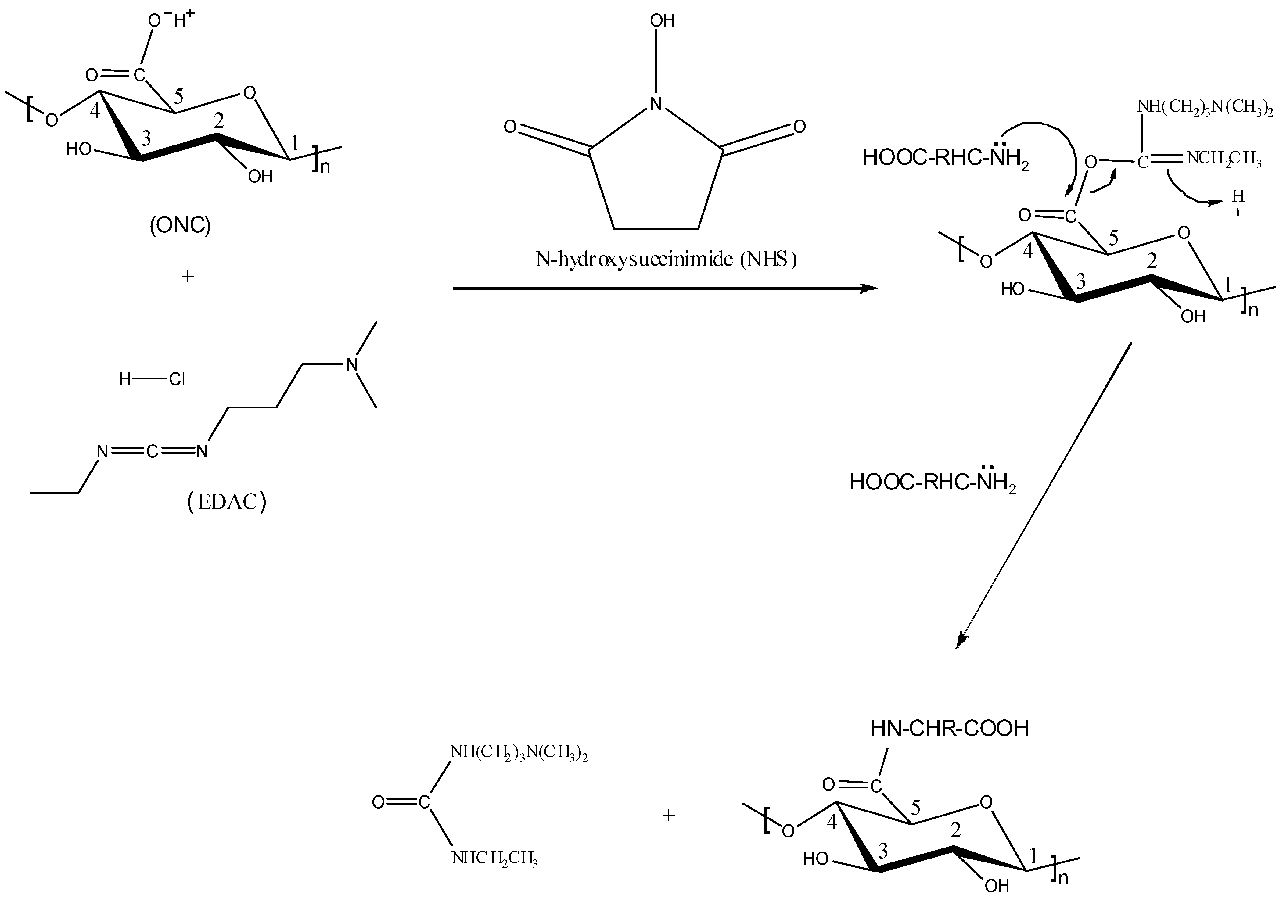 Amino Acid and Peptide Immobilization on Oxidized Nanocellulose ...