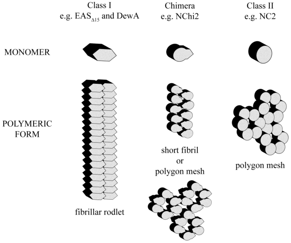 Fungal Hydrophobin Proteins Produce Self-Assembling Protein Films with ...