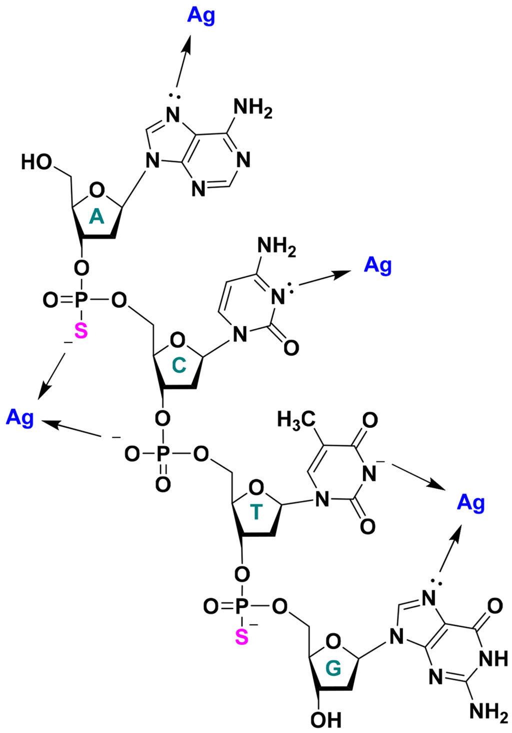 Phosphorothioate DNA Stabilized Fluorescent Gold and Silver Nanoclusters