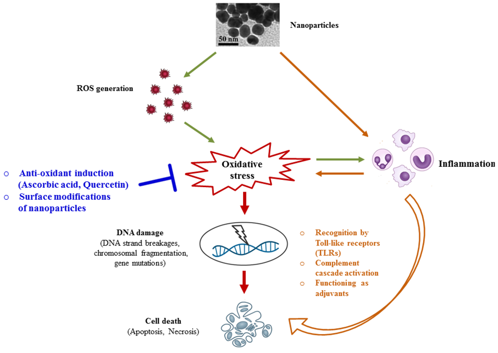 Nanomaterials | Special Issue : Advancements in Nanotoxicology