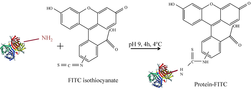 Conjugation of Polymer-Coated Gold Nanoparticles with Antibodies ...