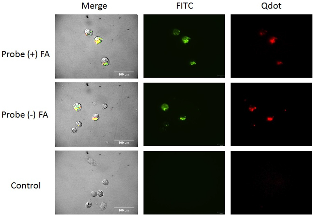 Nanomaterials | Free Full-Text | Non-Cytotoxic Quantum Dot–Chitosan ...