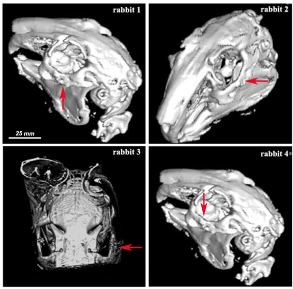 Repair of the Orbital Wall Fractures in Rabbit Animal Model Using ...
