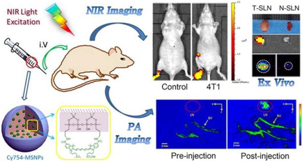 Nanomaterials | Special Issue : Nanoparticles in Bioimaging