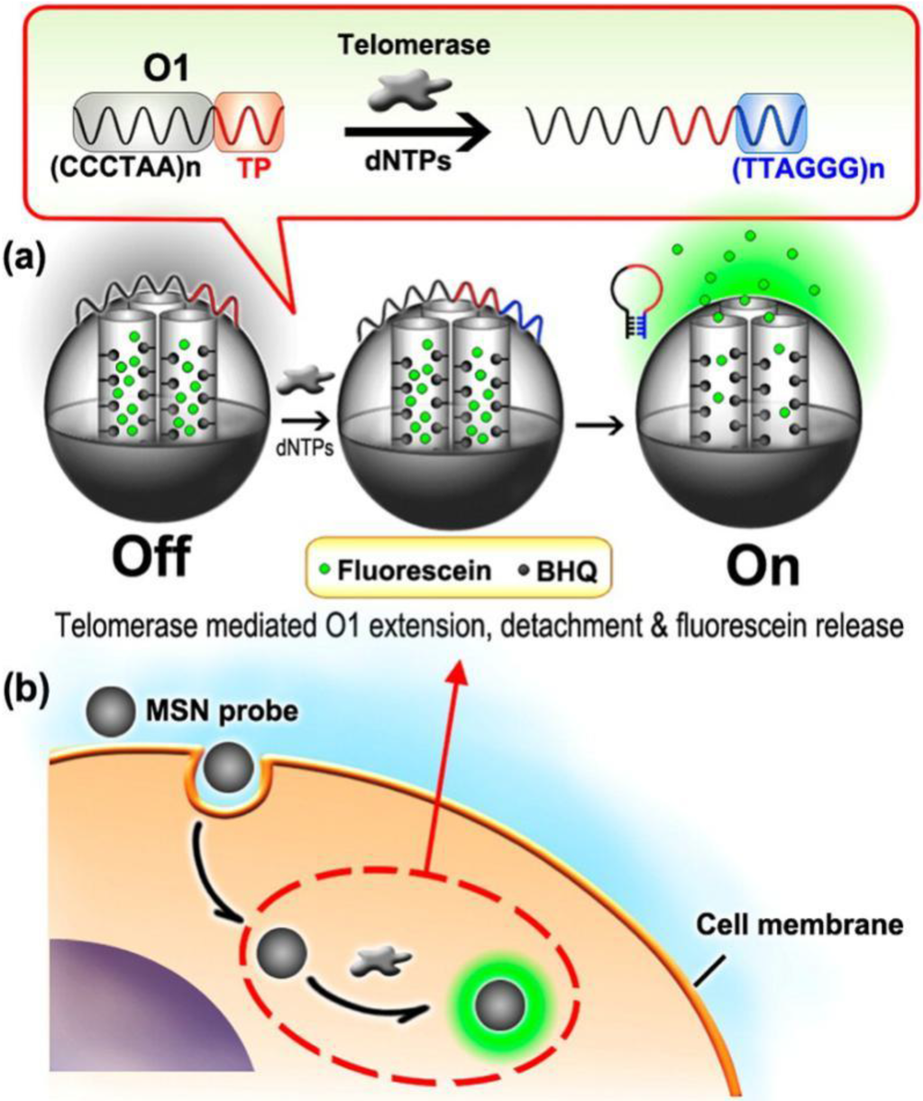 Nanomaterials | Special Issue : Nanoparticles in Bioimaging