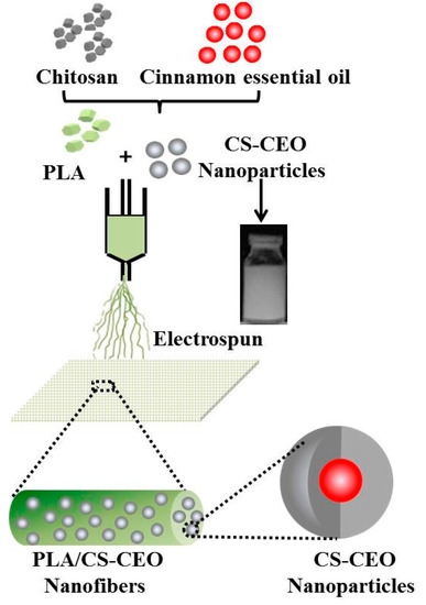 Development of Poly(lactic acid)/Chitosan Fibers Loaded with Essential Oil for Antimicrobial ...