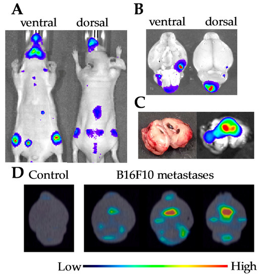Polymeric Micelle of A3B-Type Lactosome as a Vehicle for Targeting ...