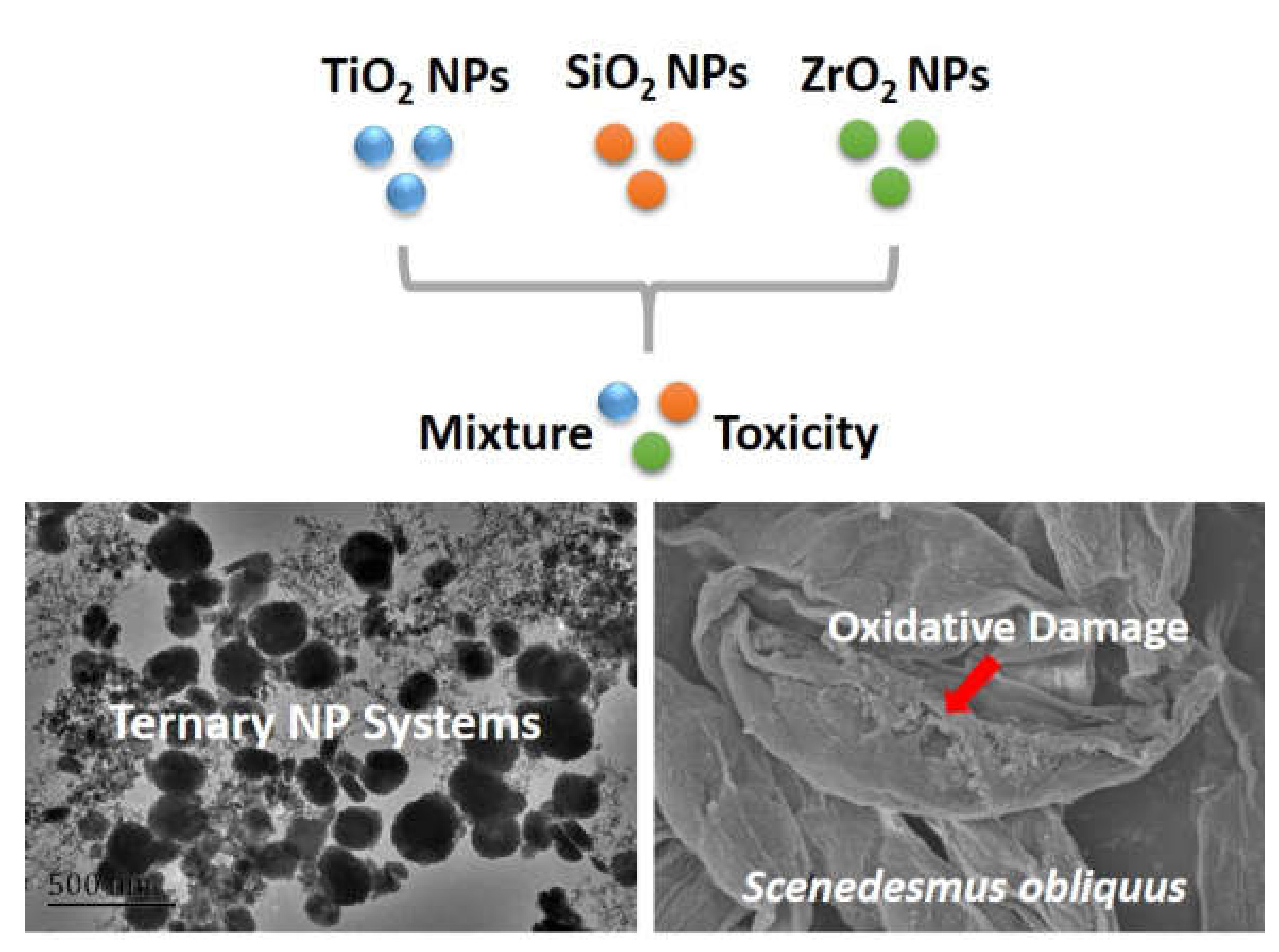 Nanomaterials | Free Full-Text | TiO2, SiO2 and ZrO2 Nanoparticles Synergistically Provoke ...