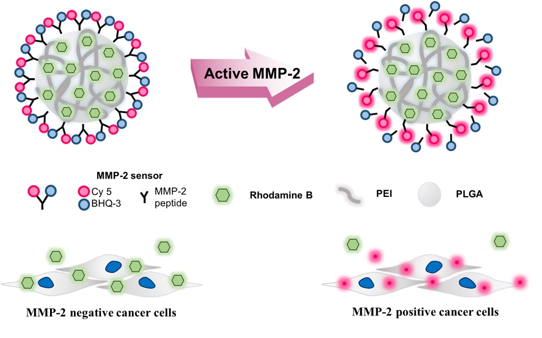 Nanomaterials | Free Full-Text | Visualization of MMP-2 Activity Using ...