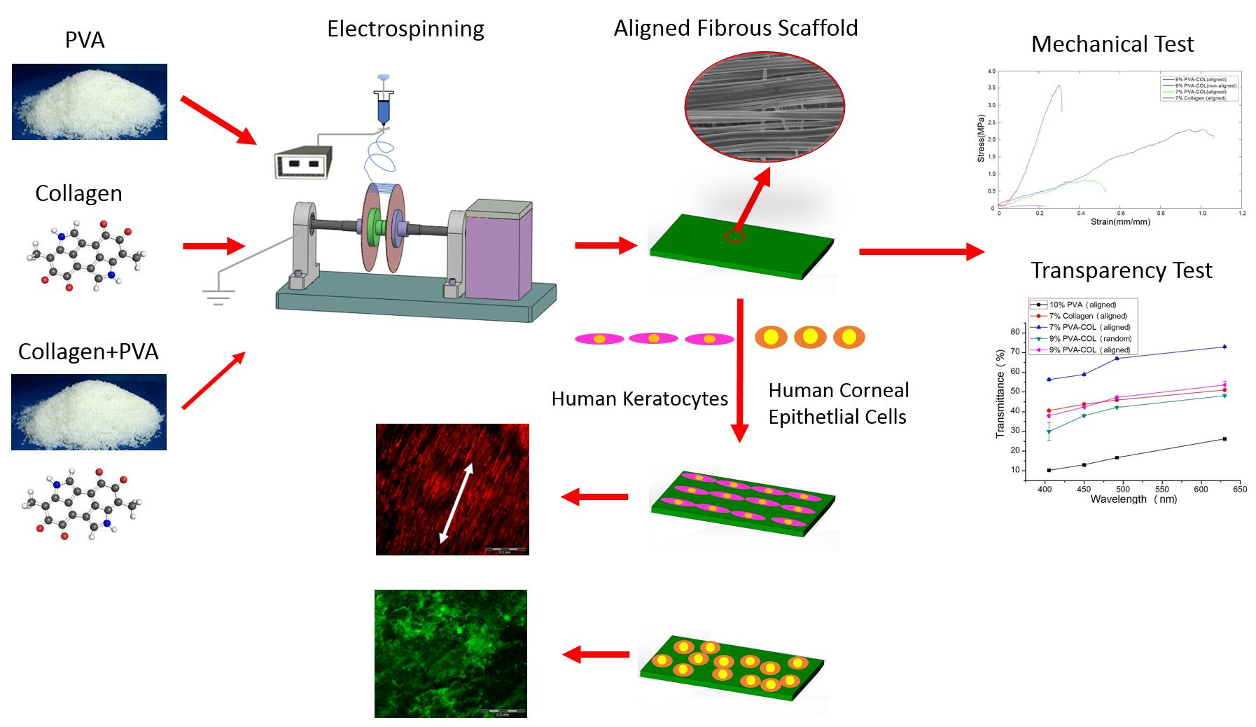 Nanomaterials | Free Full-Text | Engineering of Corneal Tissue through an Aligned PVA/Collagen ...