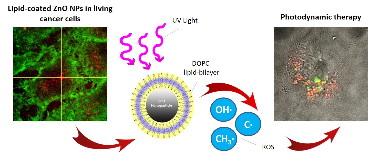 Nanomaterials | Free Full-Text | Lipid-Coated Zinc Oxide Nanoparticles ...