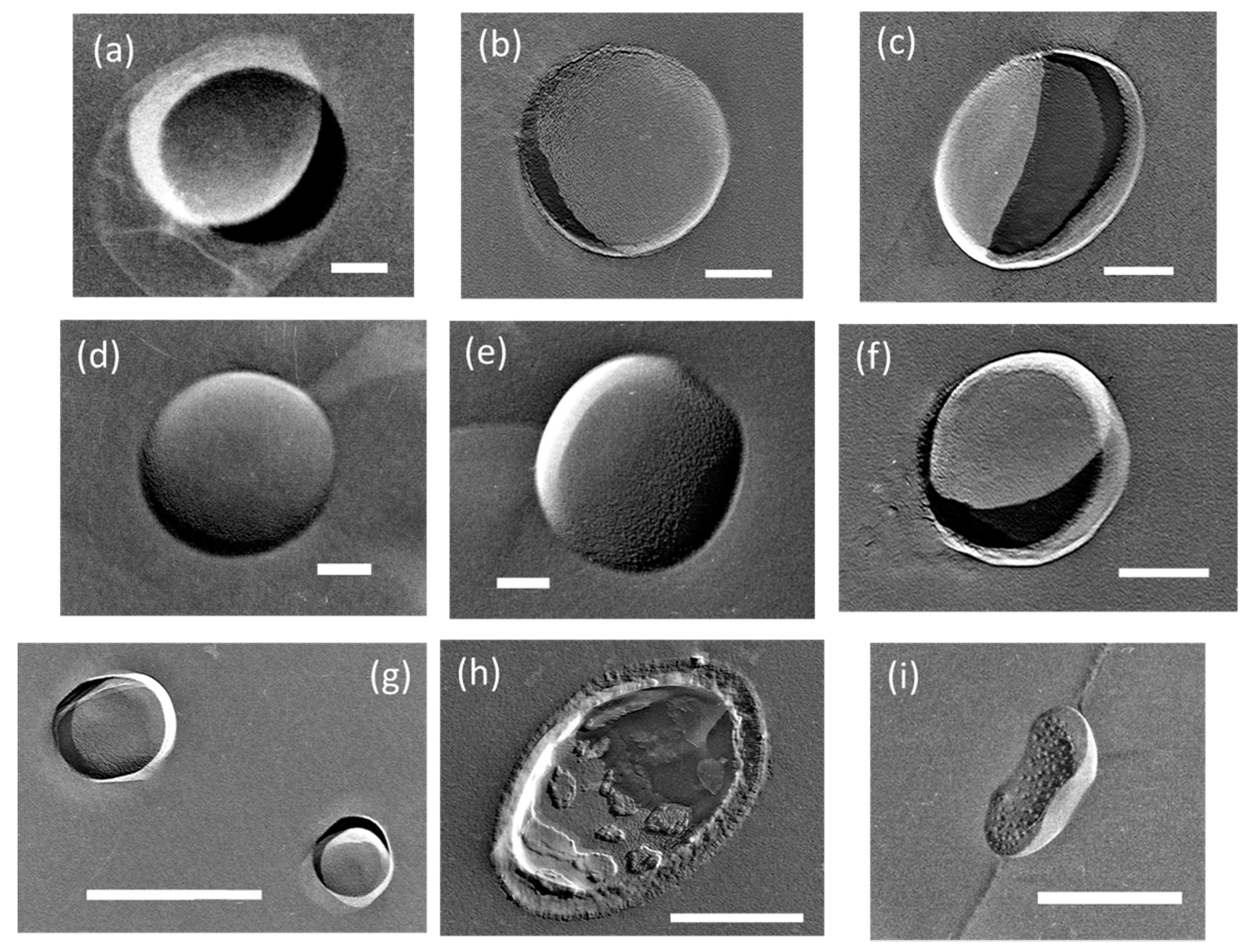 Ultra-Fine Bubble Distributions in a Plant Factory Observed by ...