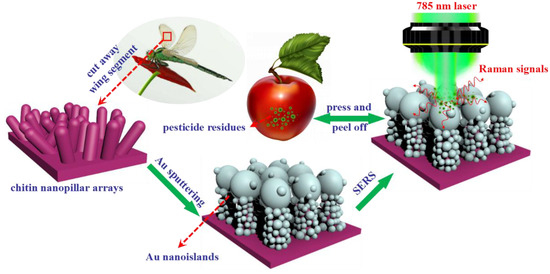 Nanomaterials | Free Full-Text | Au-Decorated Dragonfly Wing ...