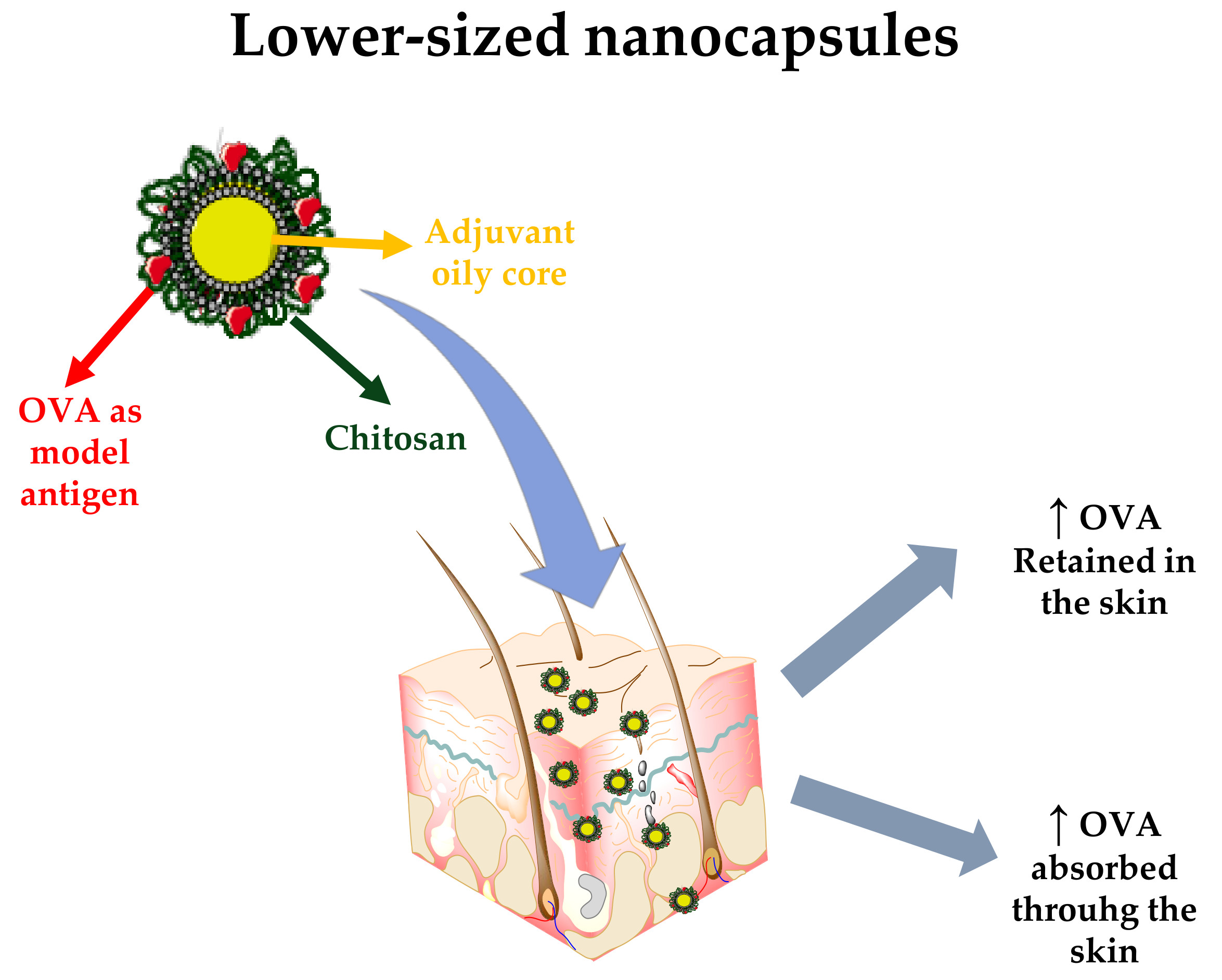 Nanomaterials | Free Full-Text | Lower-Sized Chitosan Nanocapsules for Transcutaneous Antigen ...