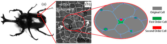 Investigation on Microstructure of Beetle Elytra and Energy Absorption ...